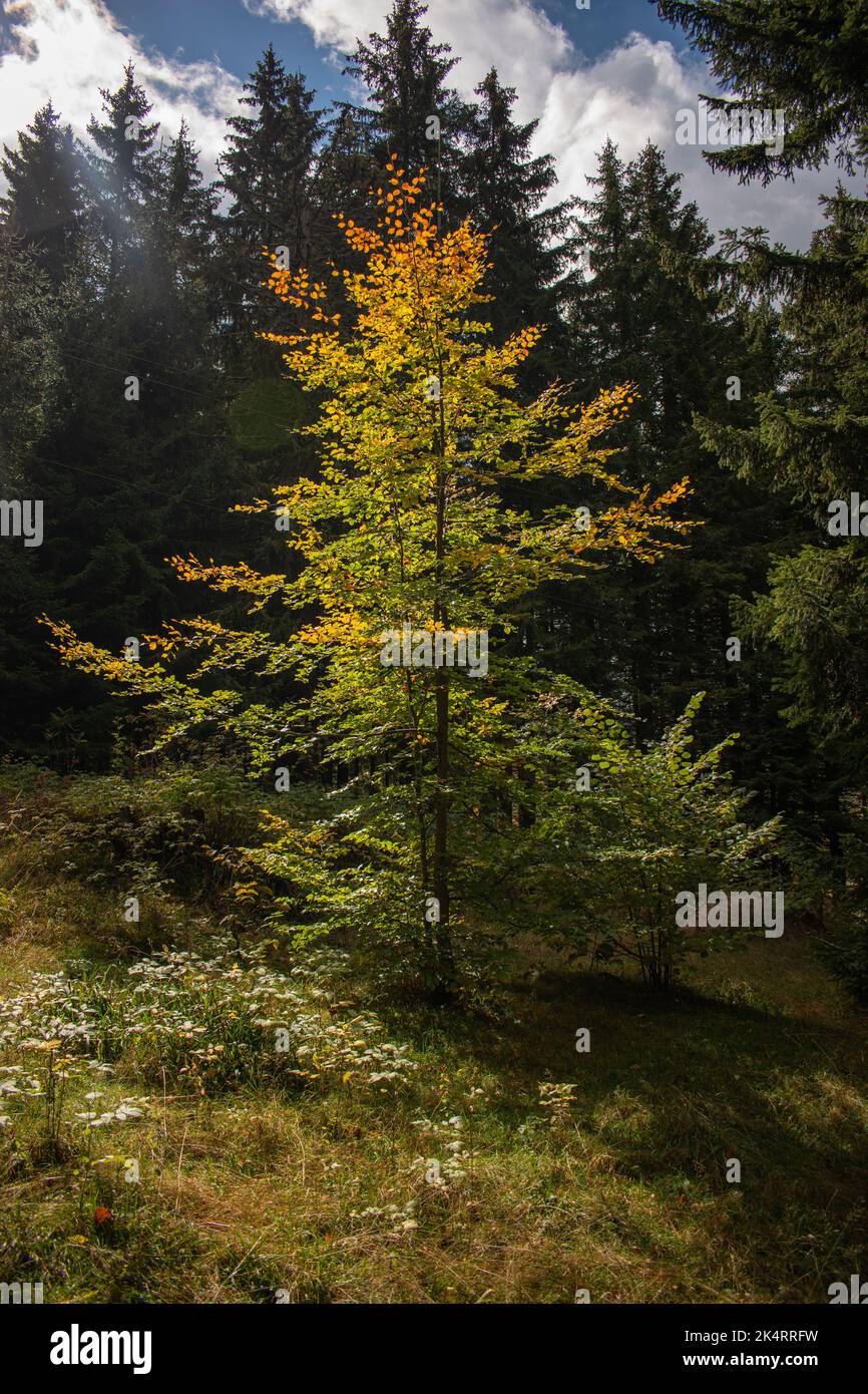 Beautiful colorful tree in the forest Stock Photo - Alamy