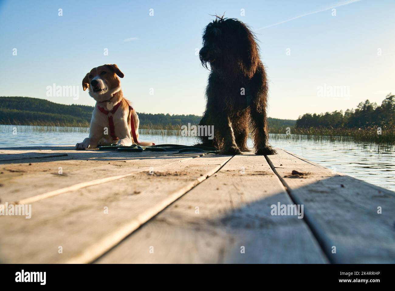 Dog lovers lying on a jetty and looking at the lake in Sweden ...