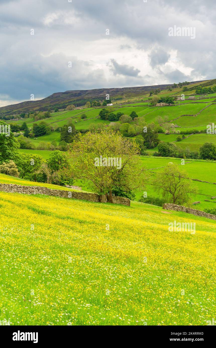 Portrait of Swaledale's wildflower meadows in early Summer with bright ...