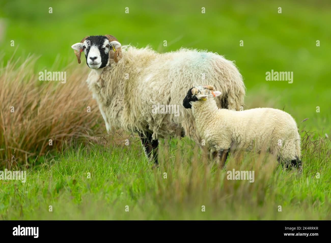 Swaledale ewe, a female sheep with one well grown lamb at foot. Facing ...