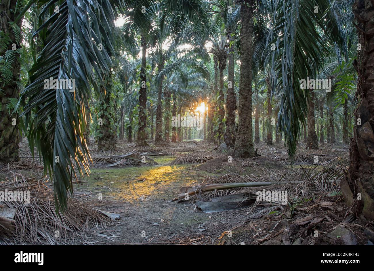 morning sun rays penetrating into the plantation through the palm ...