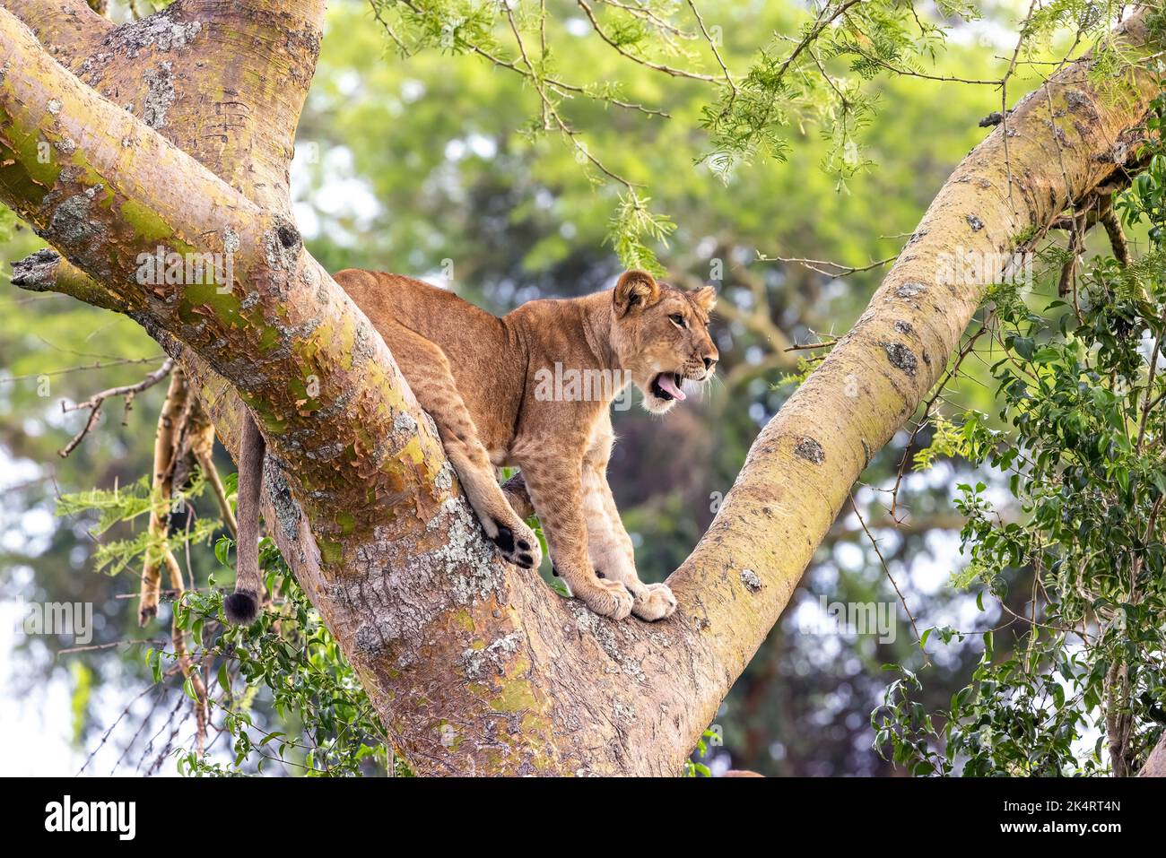 Juvenile lion in a tree. The Ishasha sector of Queen Elizabeth National ...