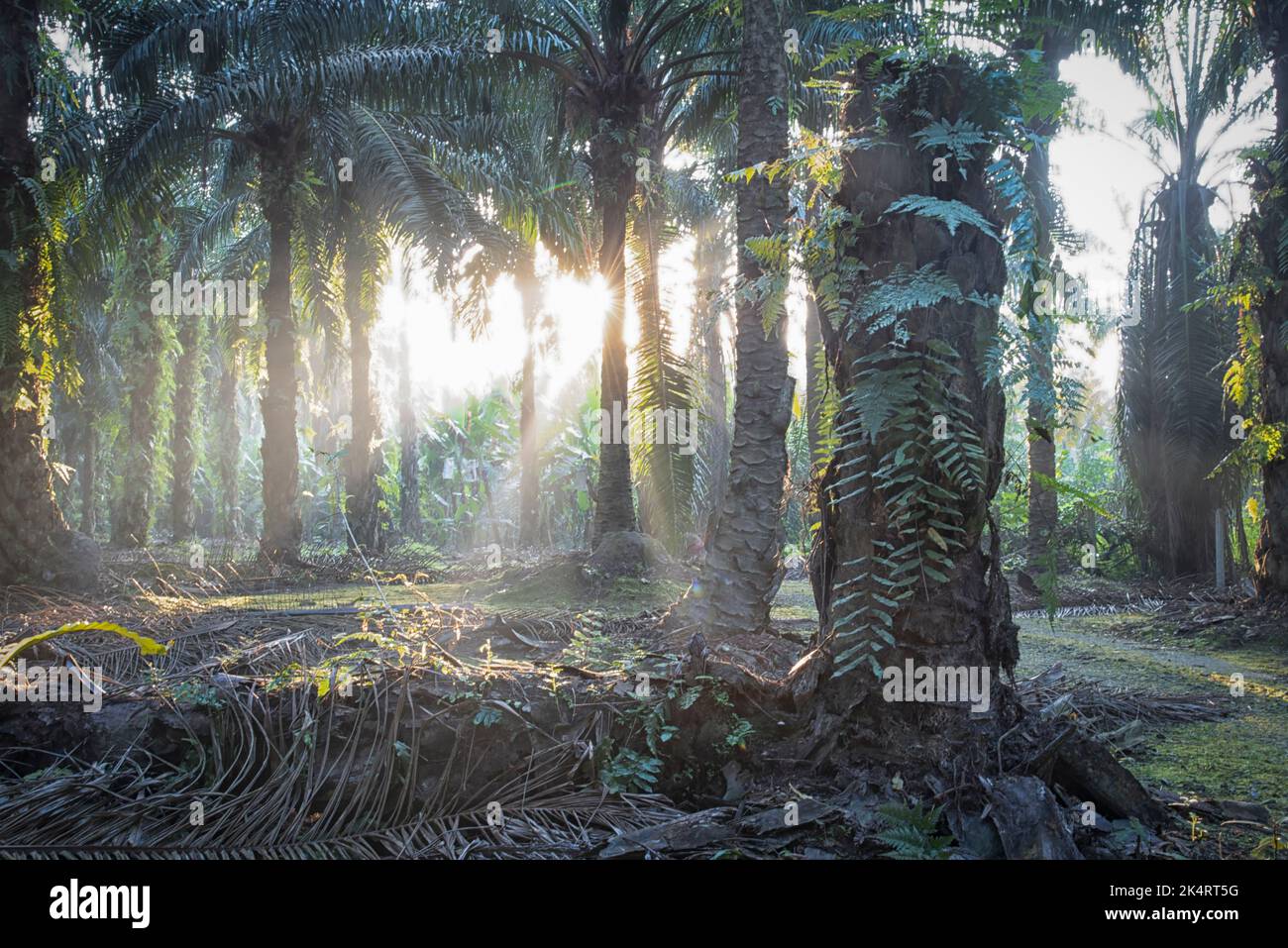 morning sun rays penetrating into the plantation through the palm ...