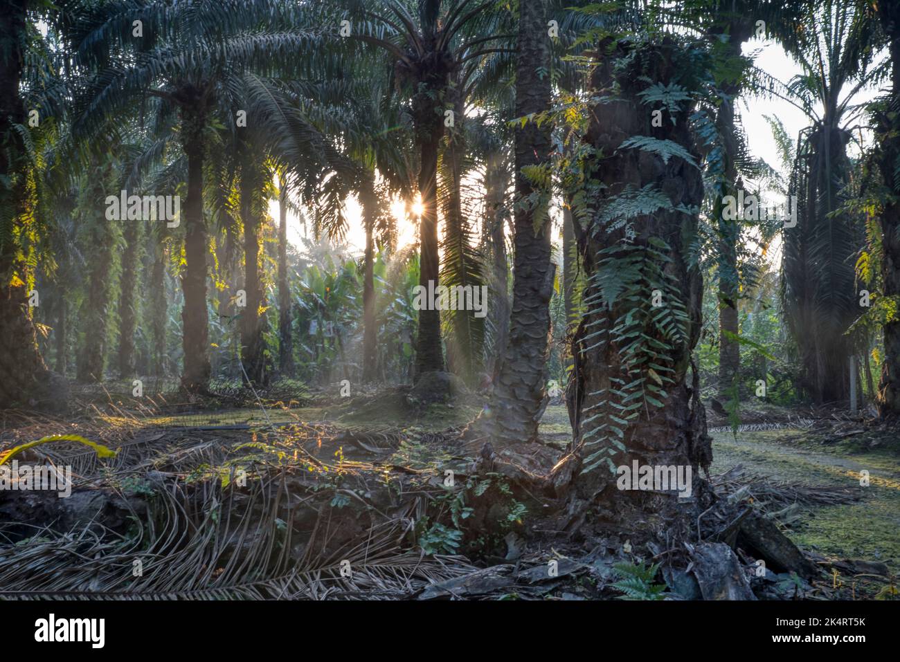 morning sun rays penetrating into the plantation through the palm ...