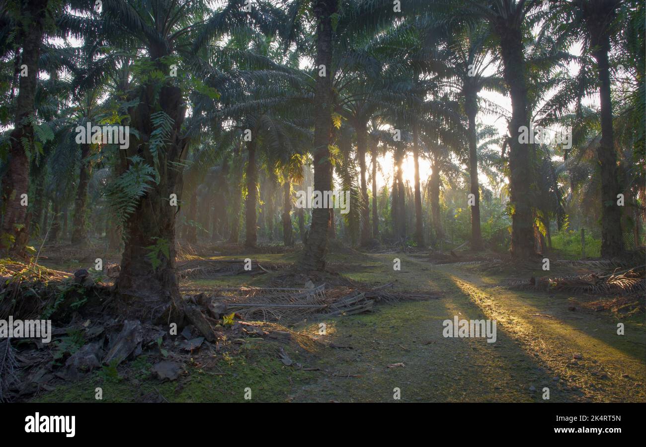 morning sun rays penetrating into the plantation through the palm ...
