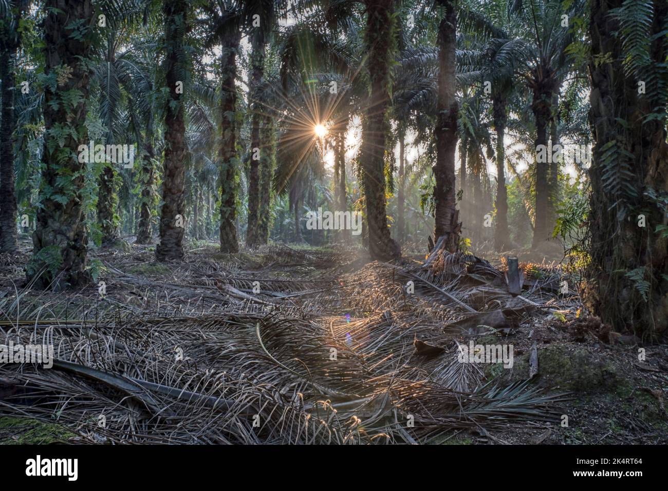 morning sun rays penetrating into the plantation through the palm ...