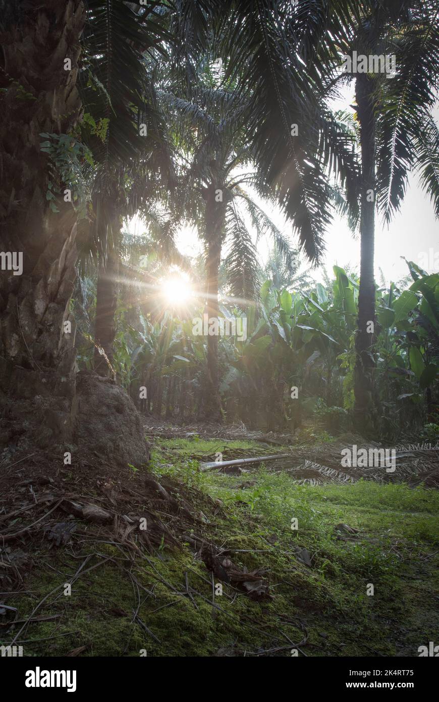 morning sun rays penetrating into the plantation through the palm ...