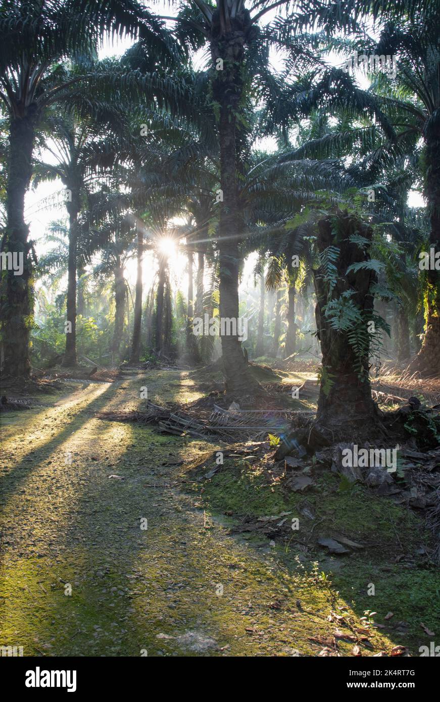 morning sun rays penetrating into the plantation through the palm ...