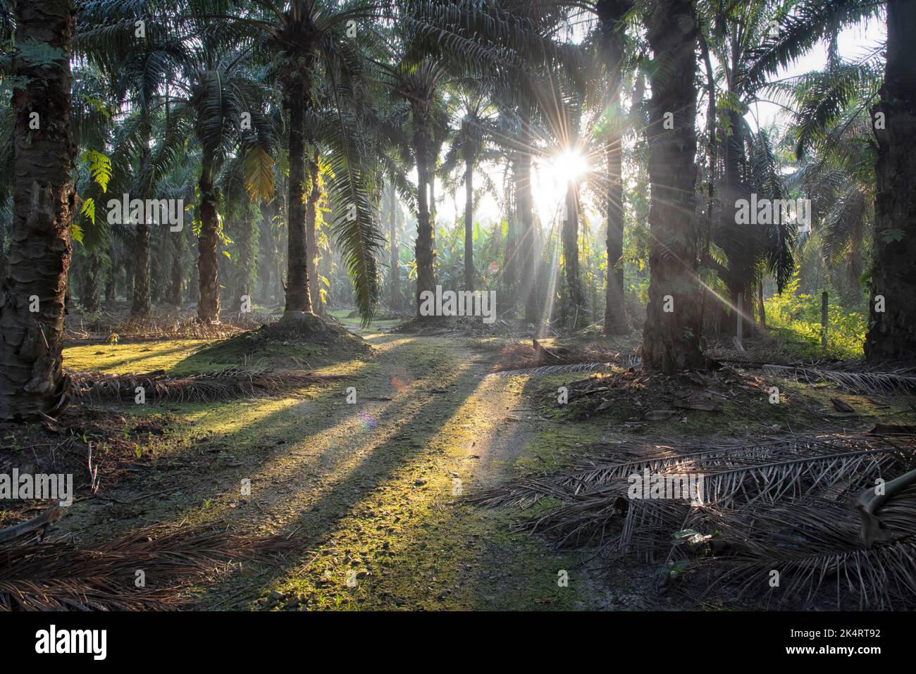 morning sun rays penetrating into the plantation through the palm ...