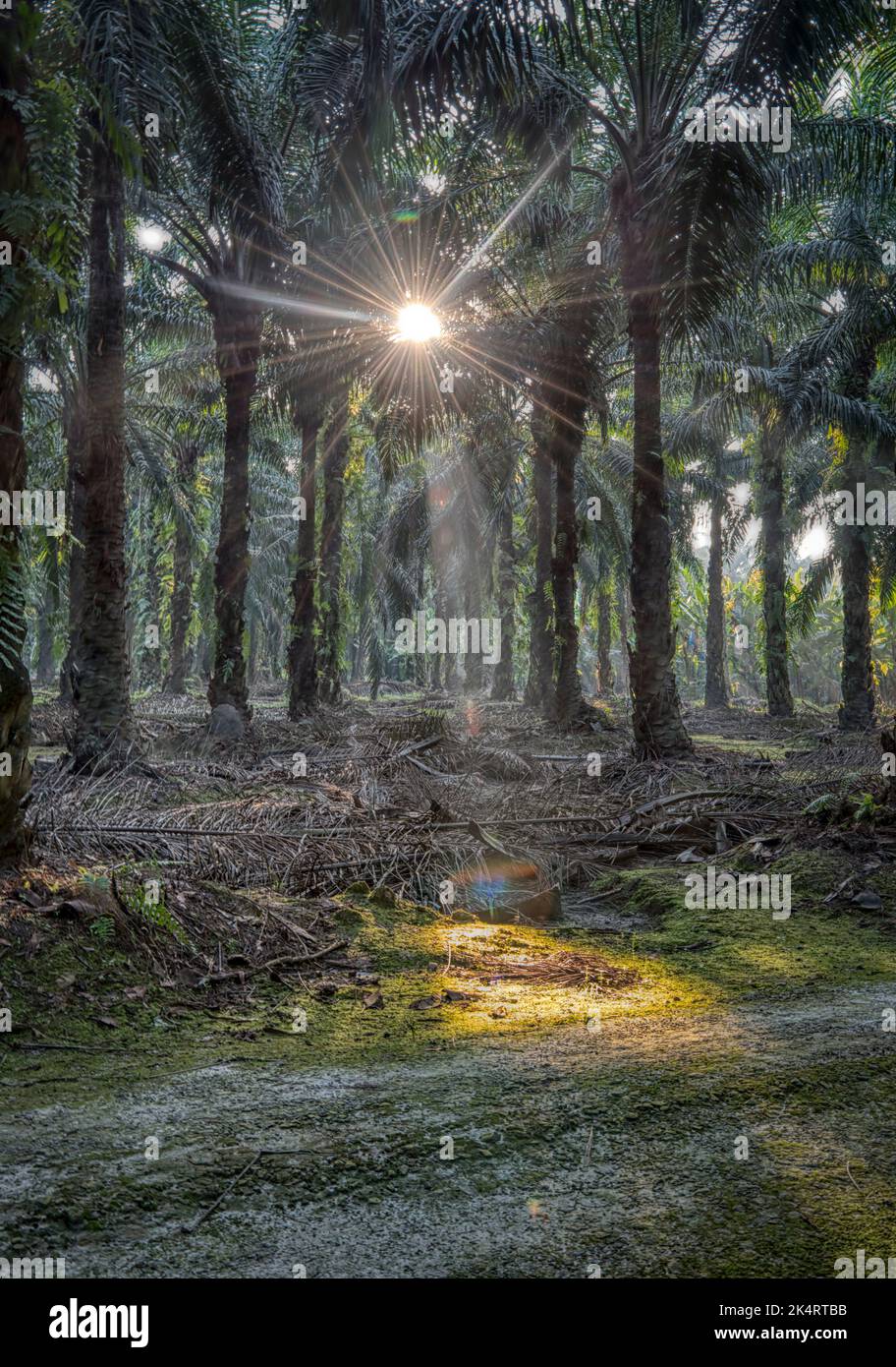 morning sun rays penetrating into the plantation through the palm ...