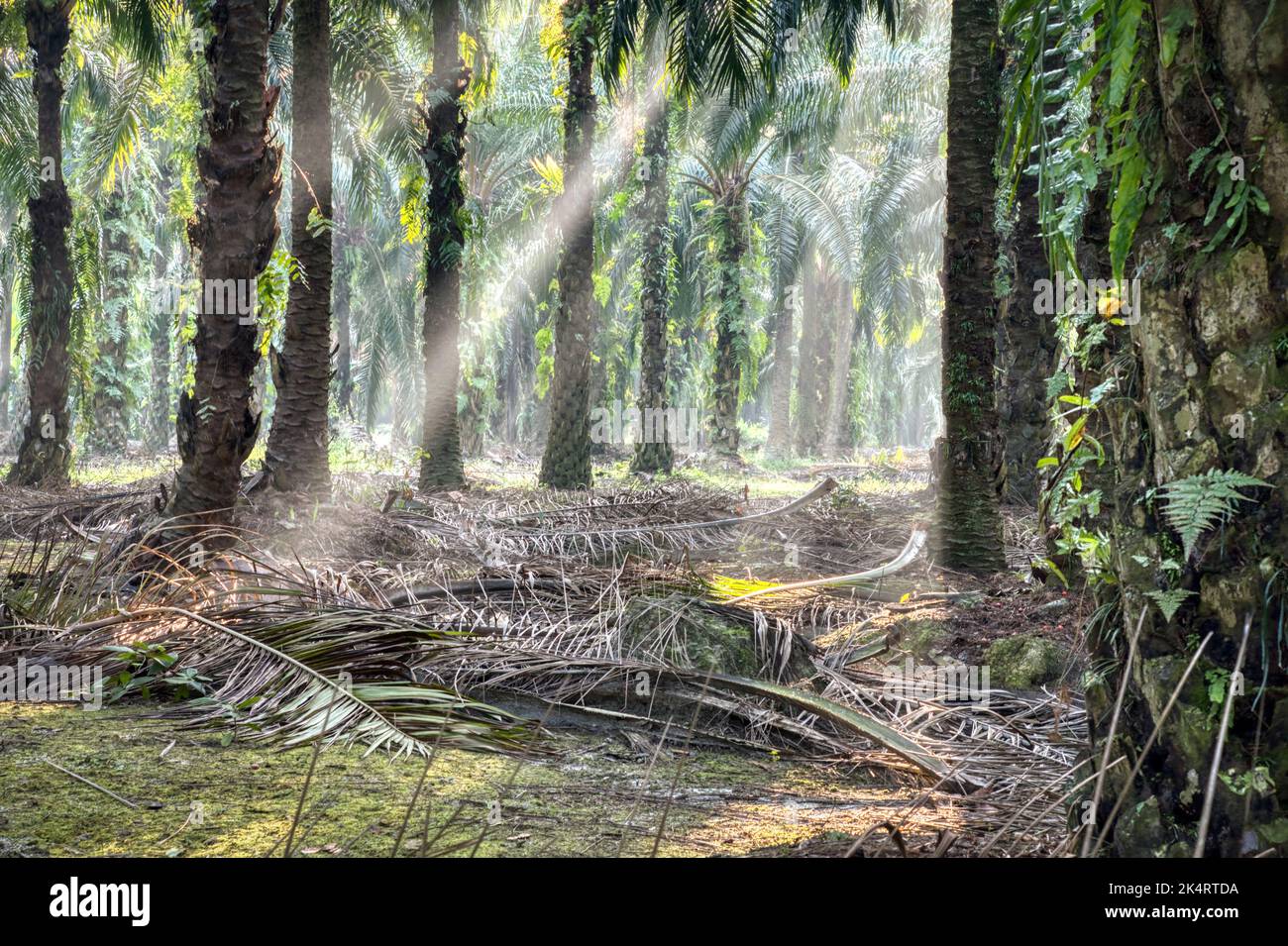morning sun rays penetrating into the plantation through the palm ...