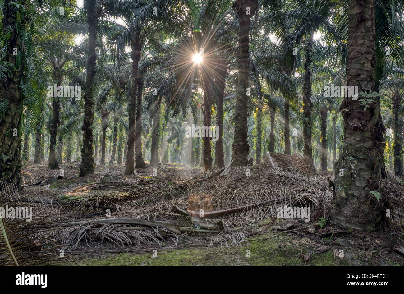 morning sun rays penetrating into the plantation through the palm ...