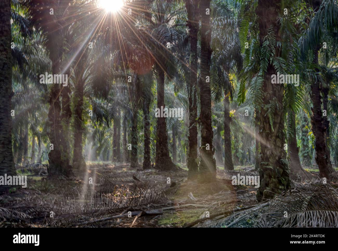 morning sun rays penetrating into the plantation through the palm ...