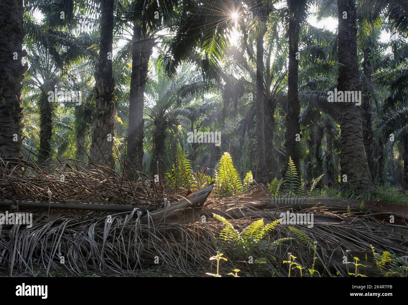 morning sun rays penetrating into the plantation through the palm ...
