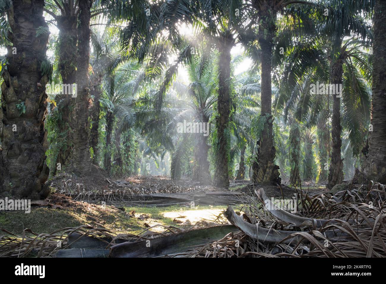 morning sun rays penetrating into the plantation through the palm ...