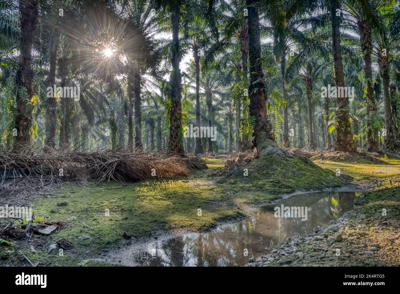 morning sun rays penetrating into the plantation through the palm ...