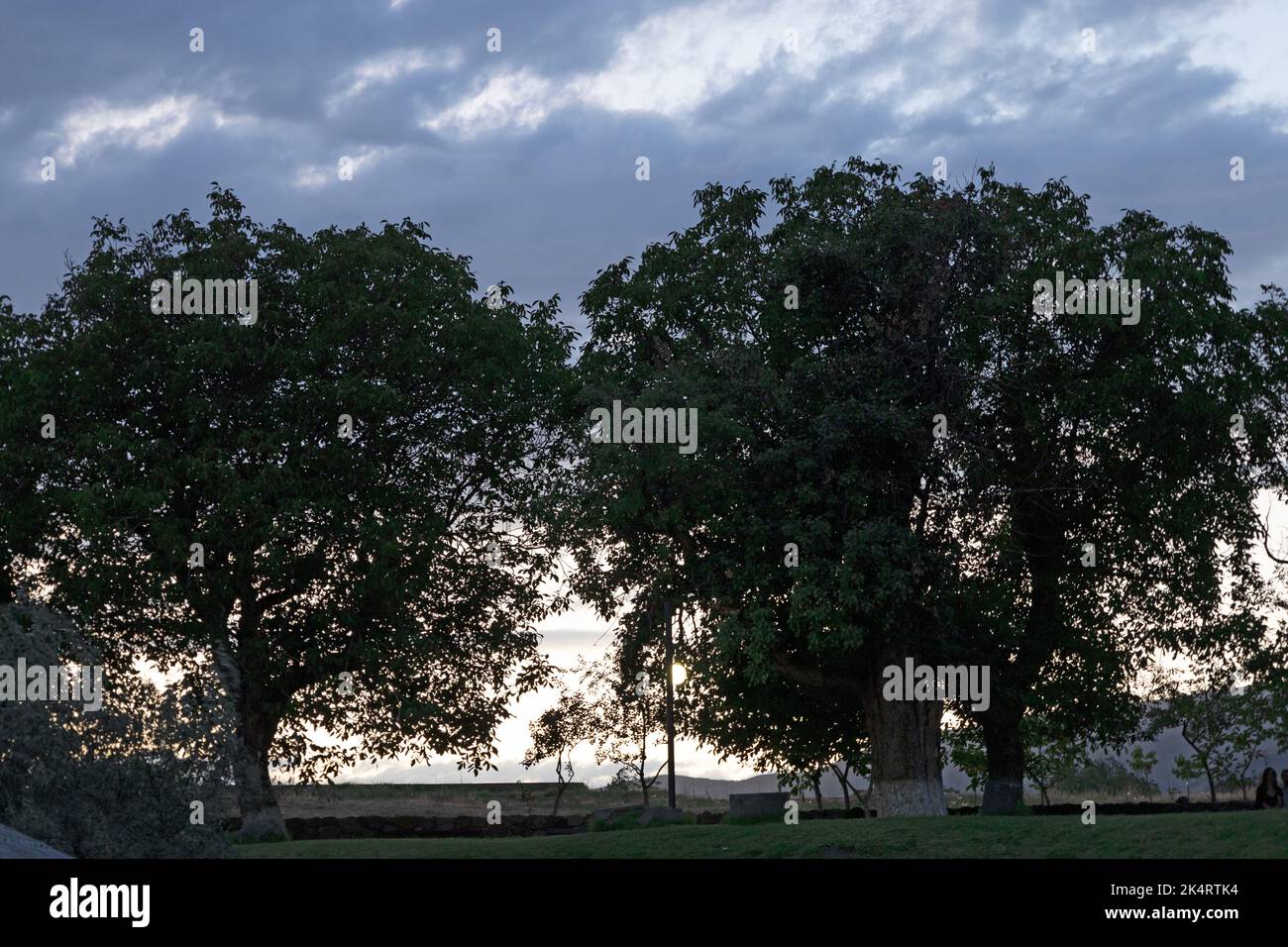 Two trees silhouette hi-res stock photography and images - Alamy