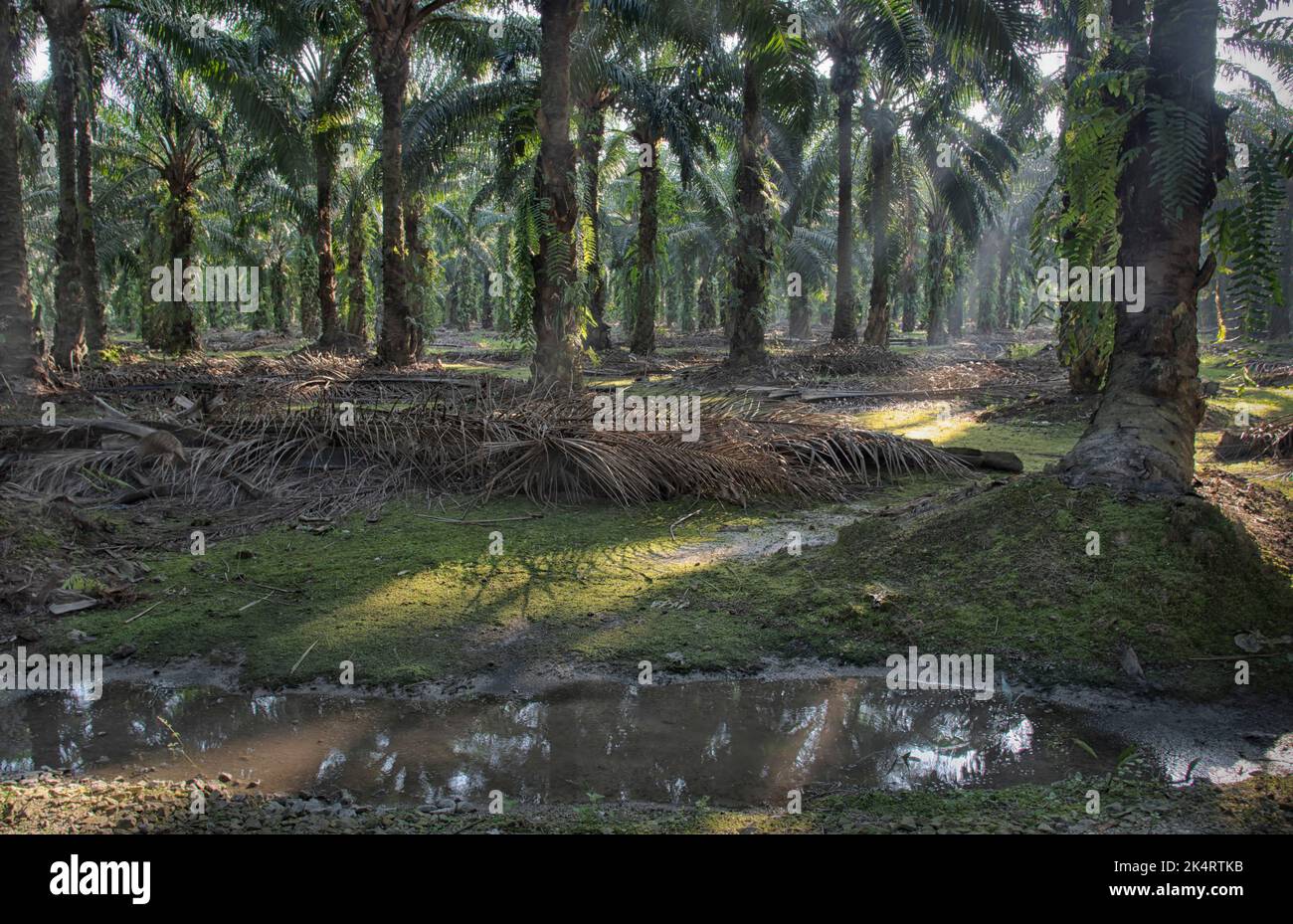 morning sun rays penetrating into the plantation through the palm ...