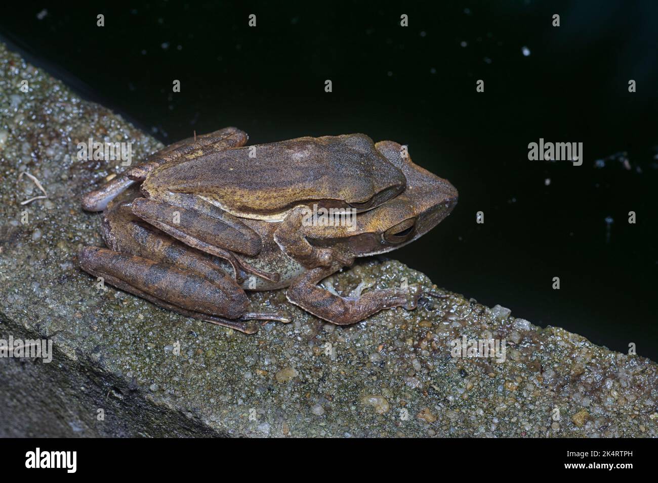 two common bush frogs clinging onto each other Stock Photo - Alamy