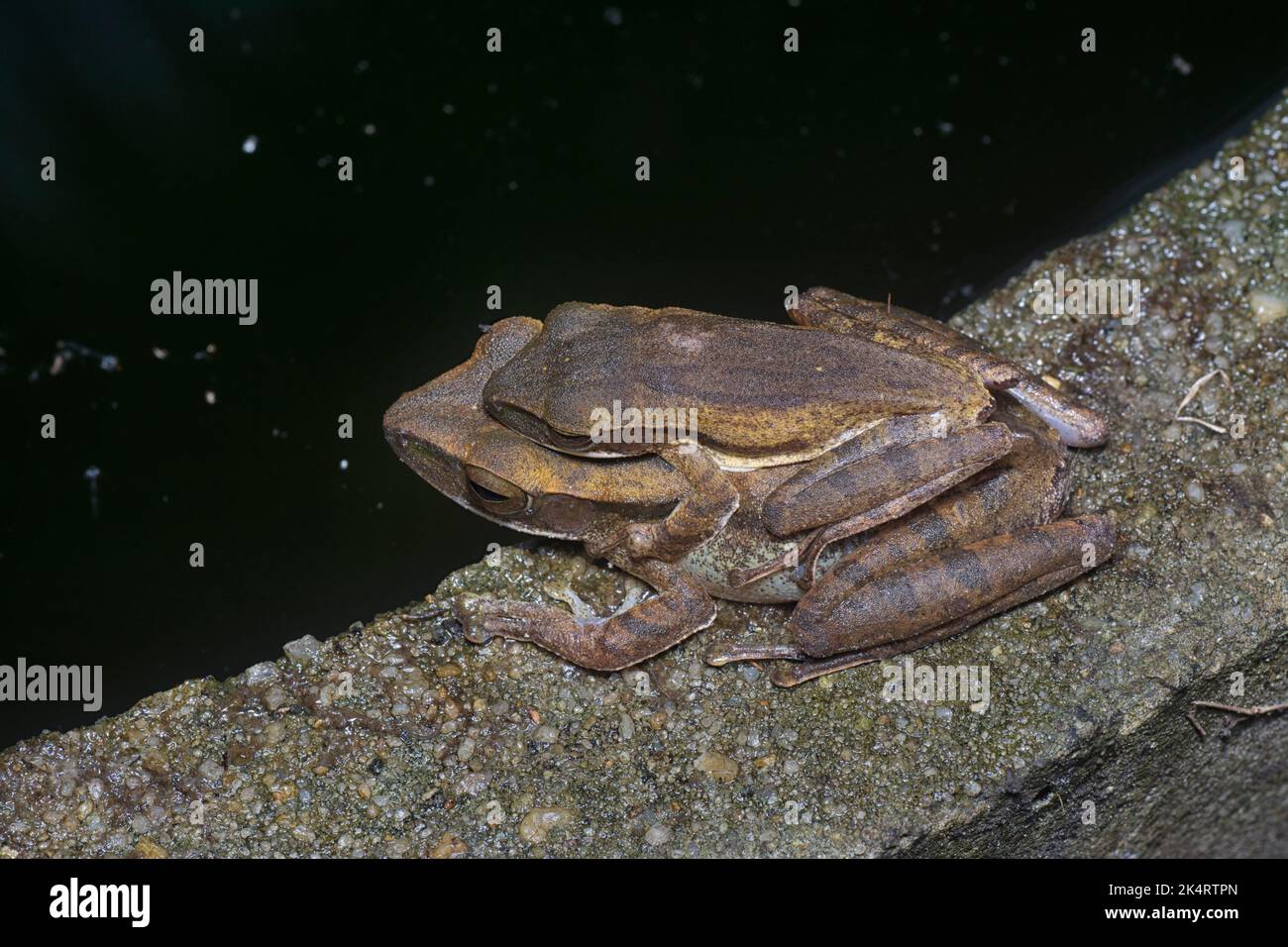 two common bush frogs clinging onto each other Stock Photo - Alamy