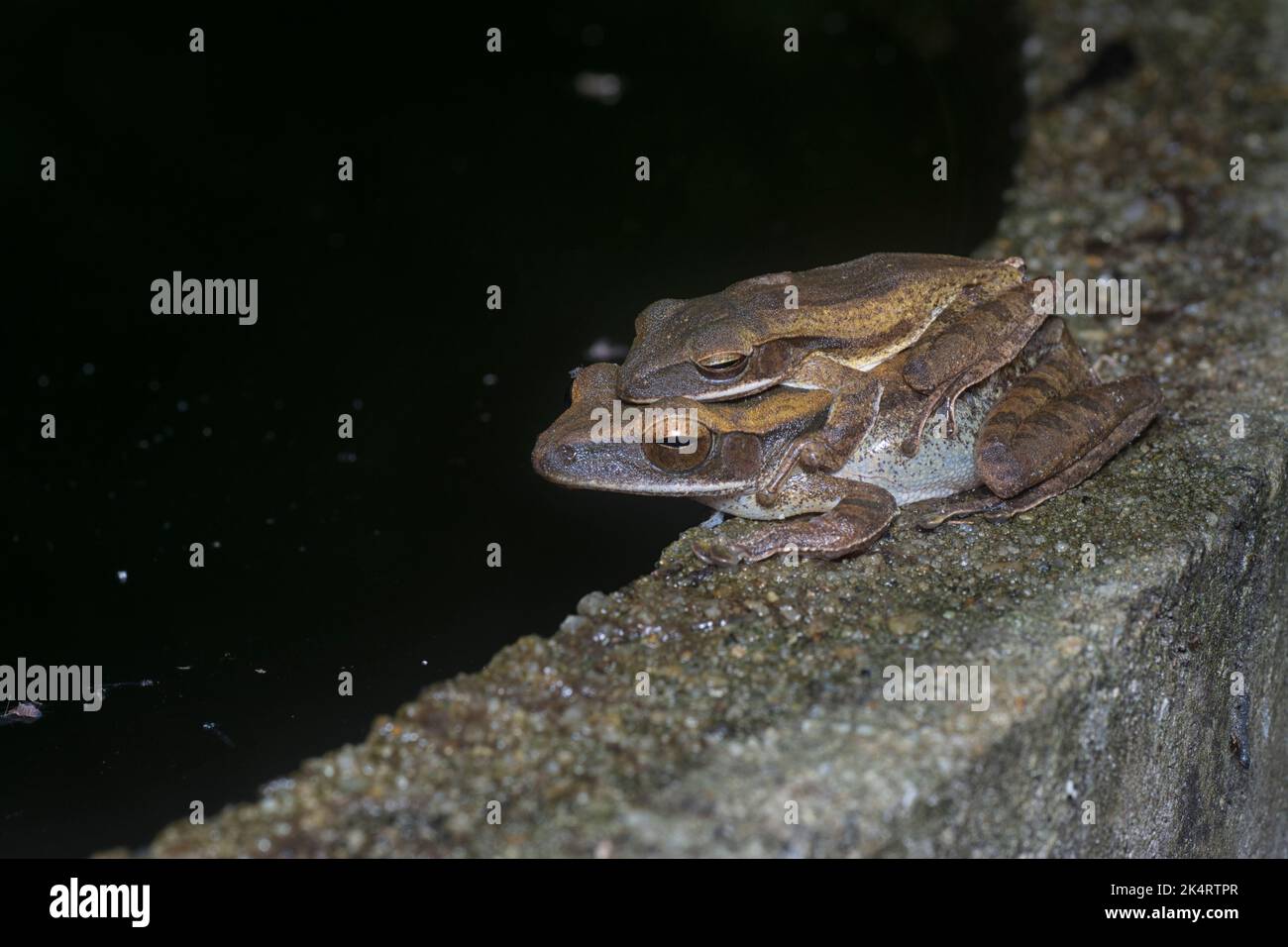 two common bush frogs clinging onto each other Stock Photo - Alamy