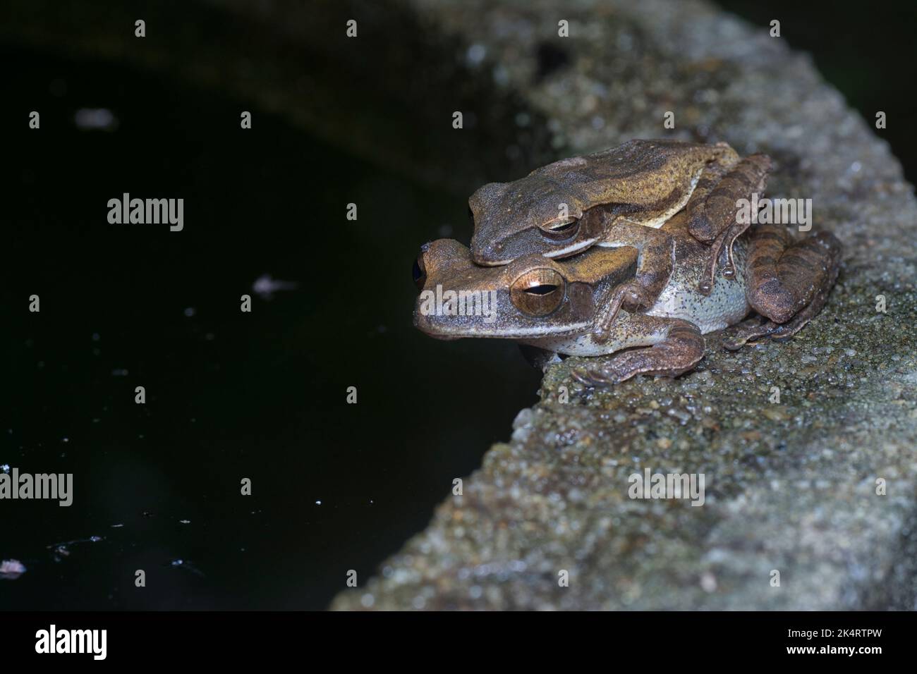 two common bush frogs clinging onto each other Stock Photo - Alamy