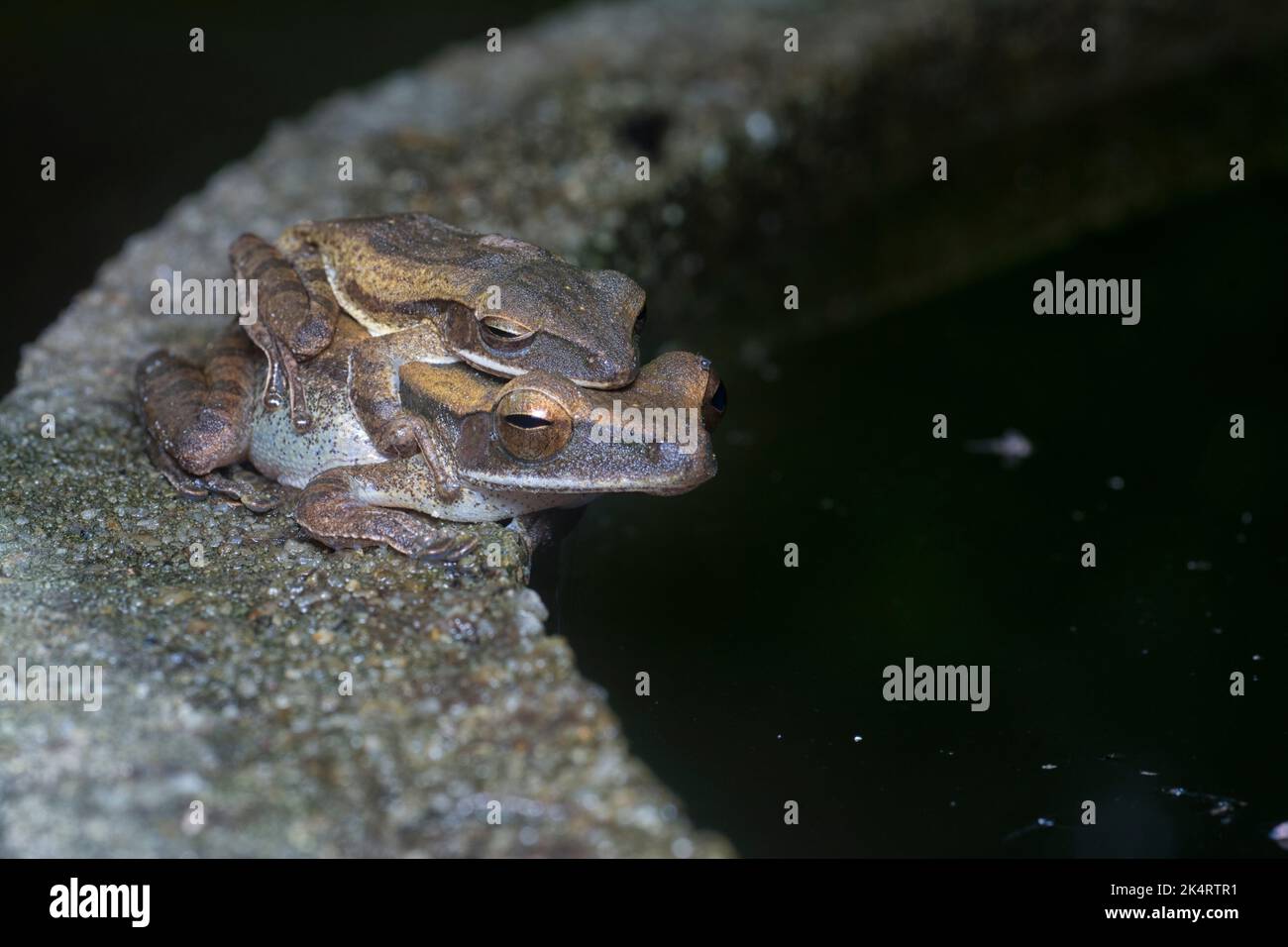 two common bush frogs clinging onto each other Stock Photo - Alamy