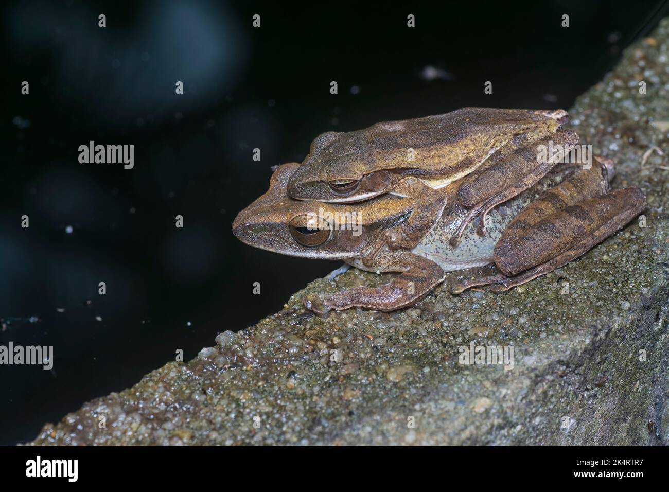 two common bush frogs clinging onto each other Stock Photo - Alamy