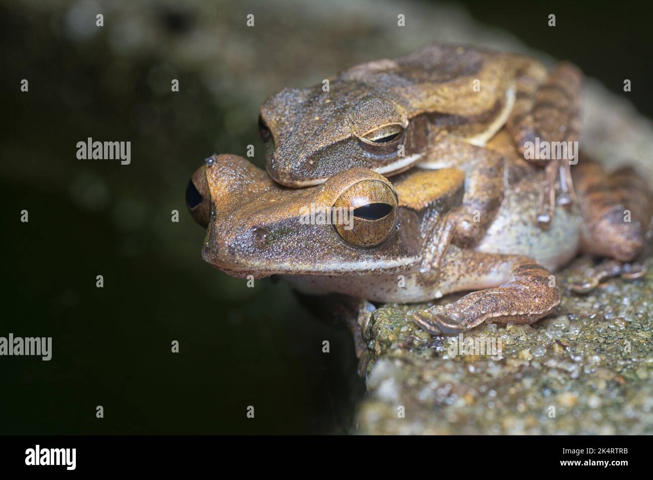 two common bush frogs clinging onto each other Stock Photo - Alamy
