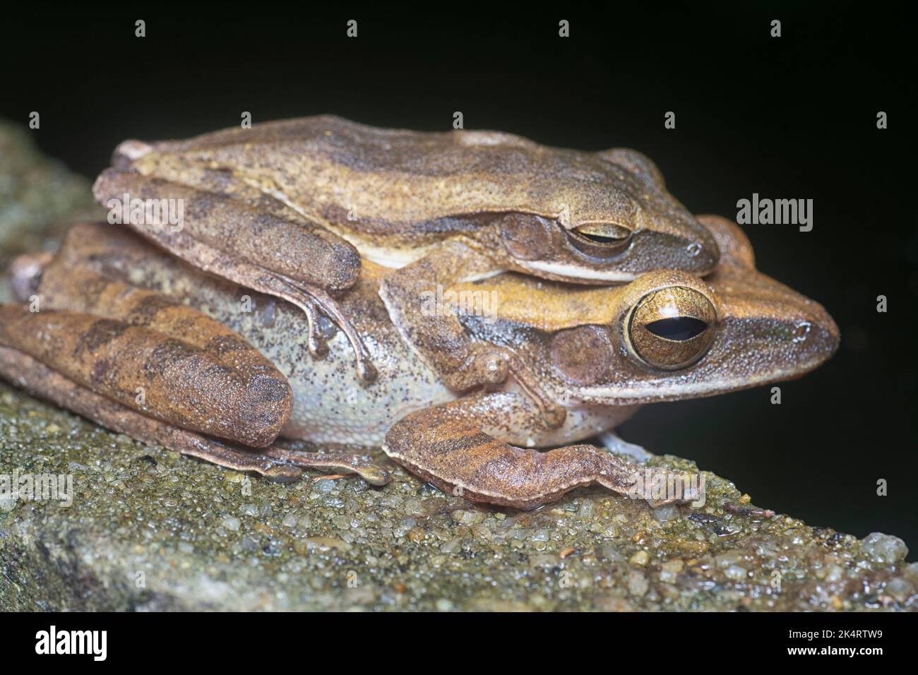 two common bush frogs clinging onto each other Stock Photo - Alamy
