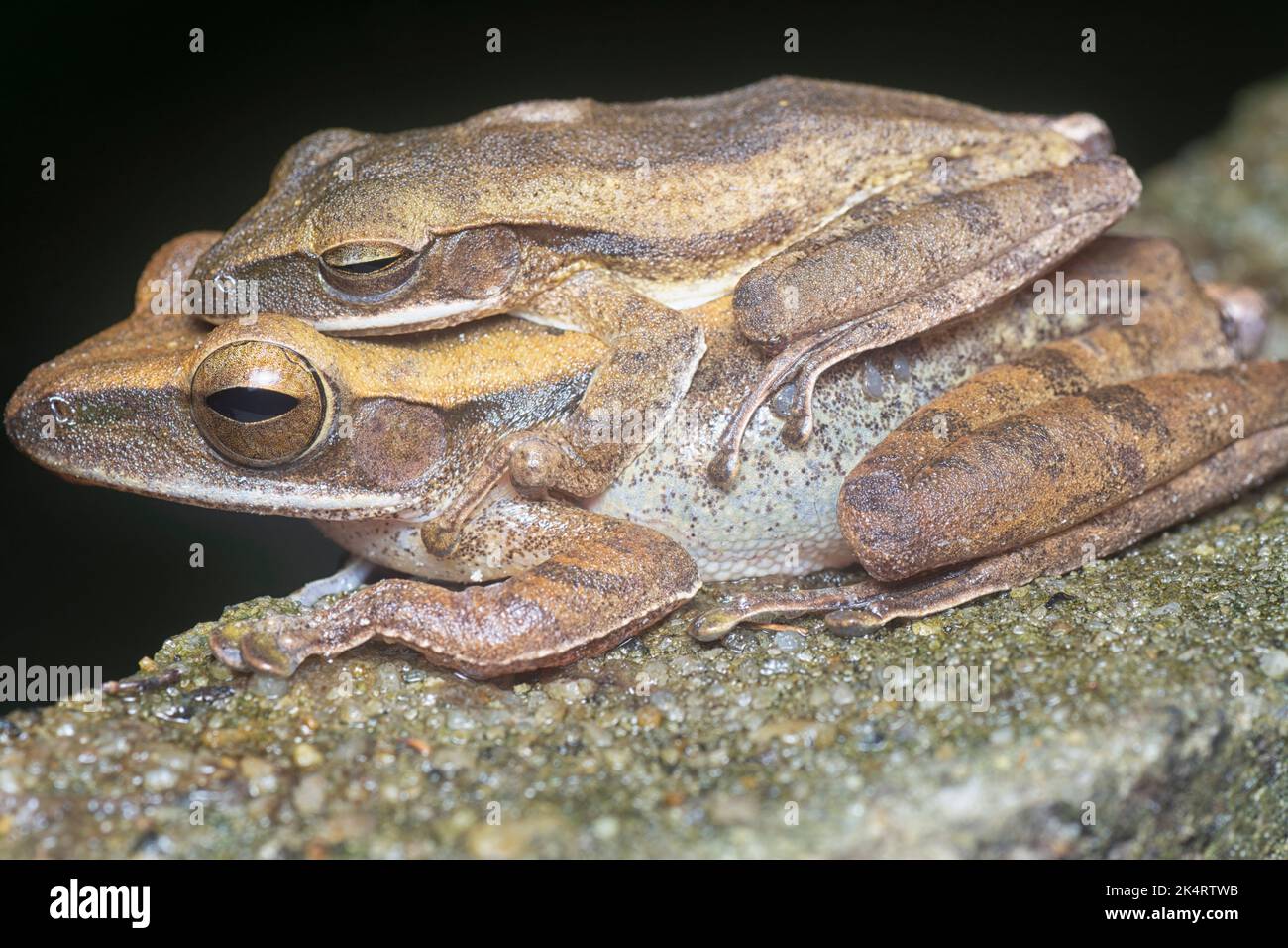 two common bush frogs clinging onto each other Stock Photo - Alamy