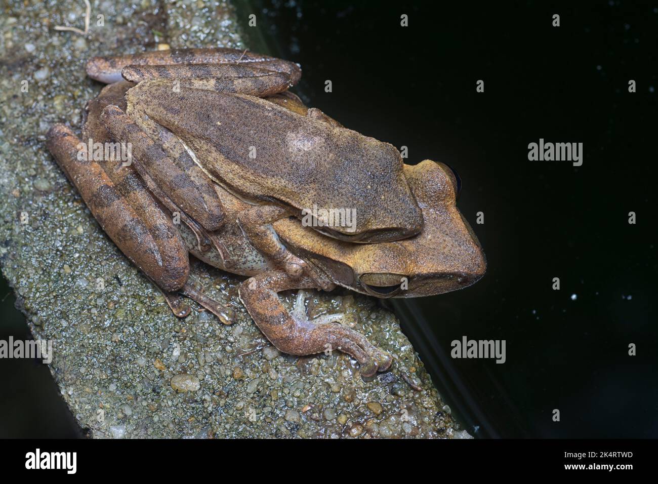 two common bush frogs clinging onto each other Stock Photo - Alamy