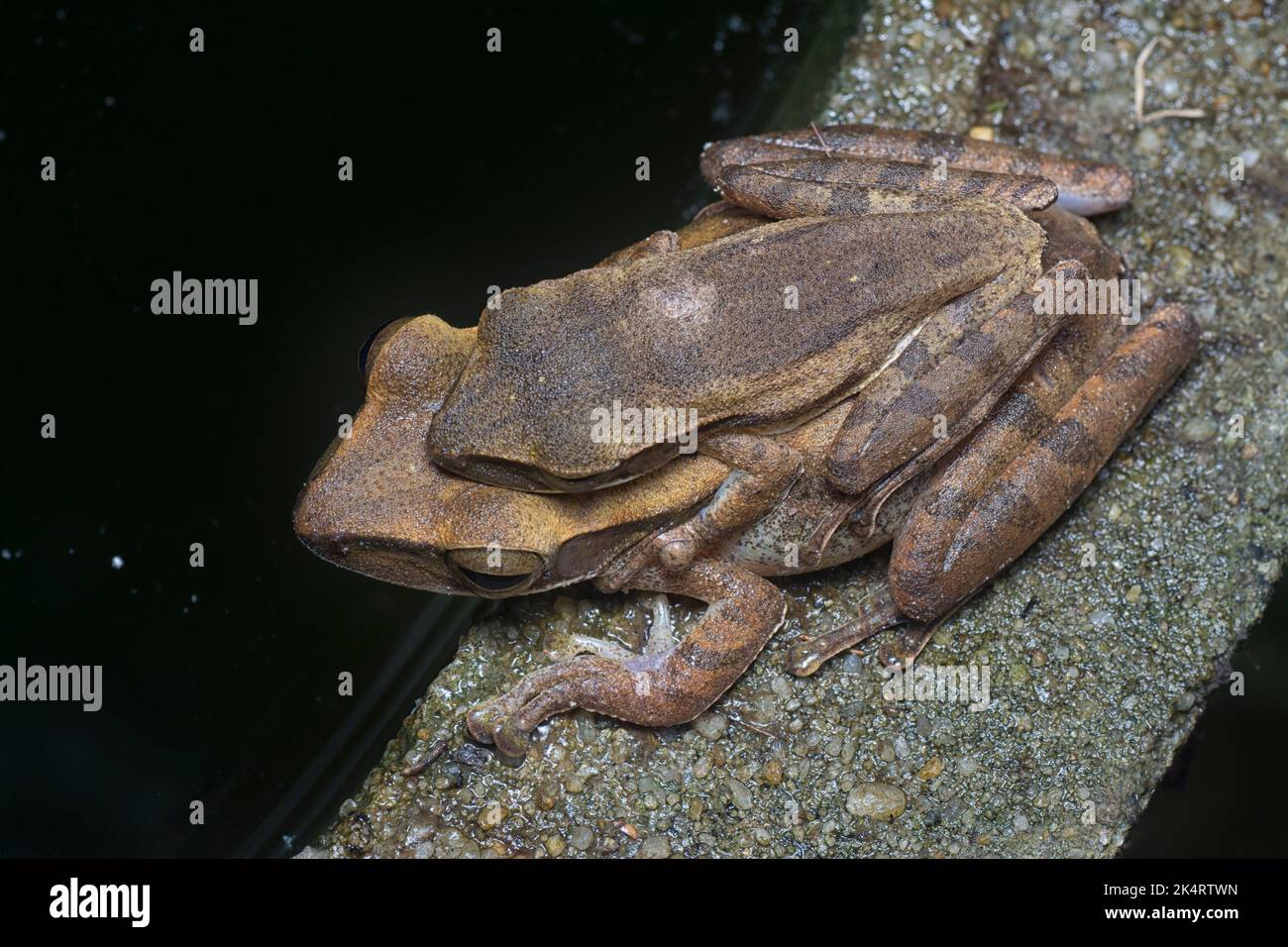 two common bush frogs clinging onto each other Stock Photo - Alamy
