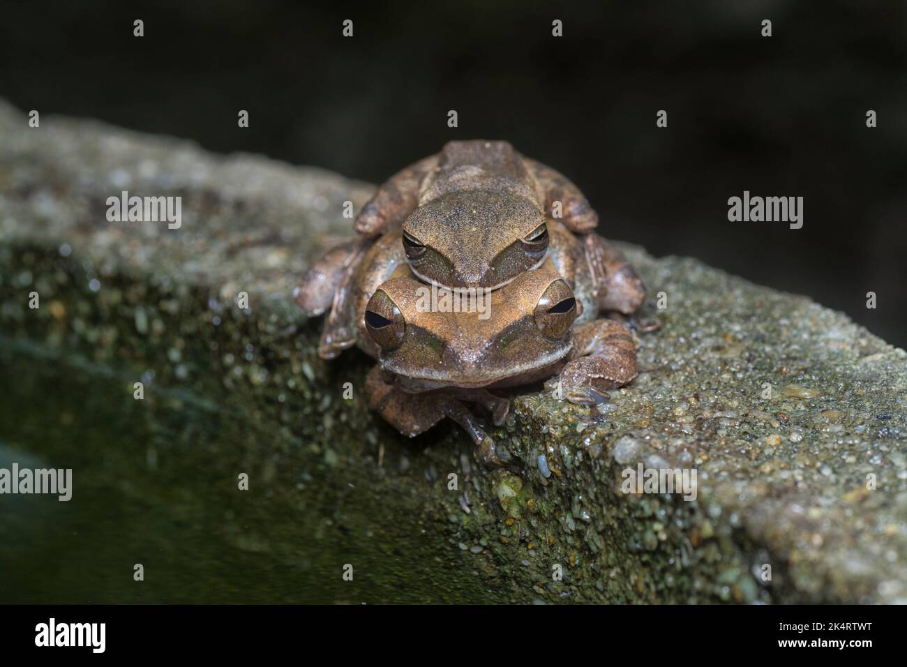 two common bush frogs clinging onto each other Stock Photo - Alamy