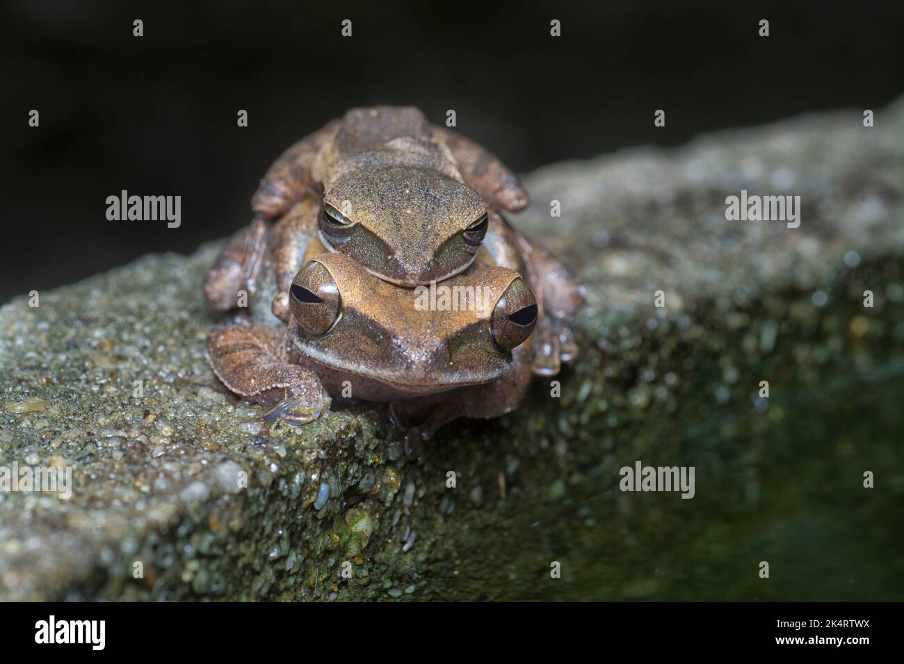 two common bush frogs clinging onto each other Stock Photo - Alamy
