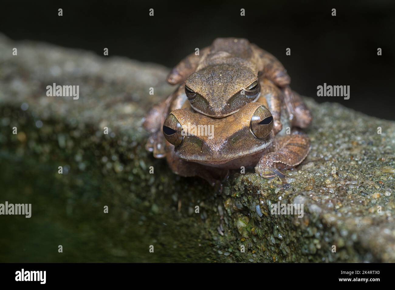 two common bush frogs clinging onto each other Stock Photo - Alamy