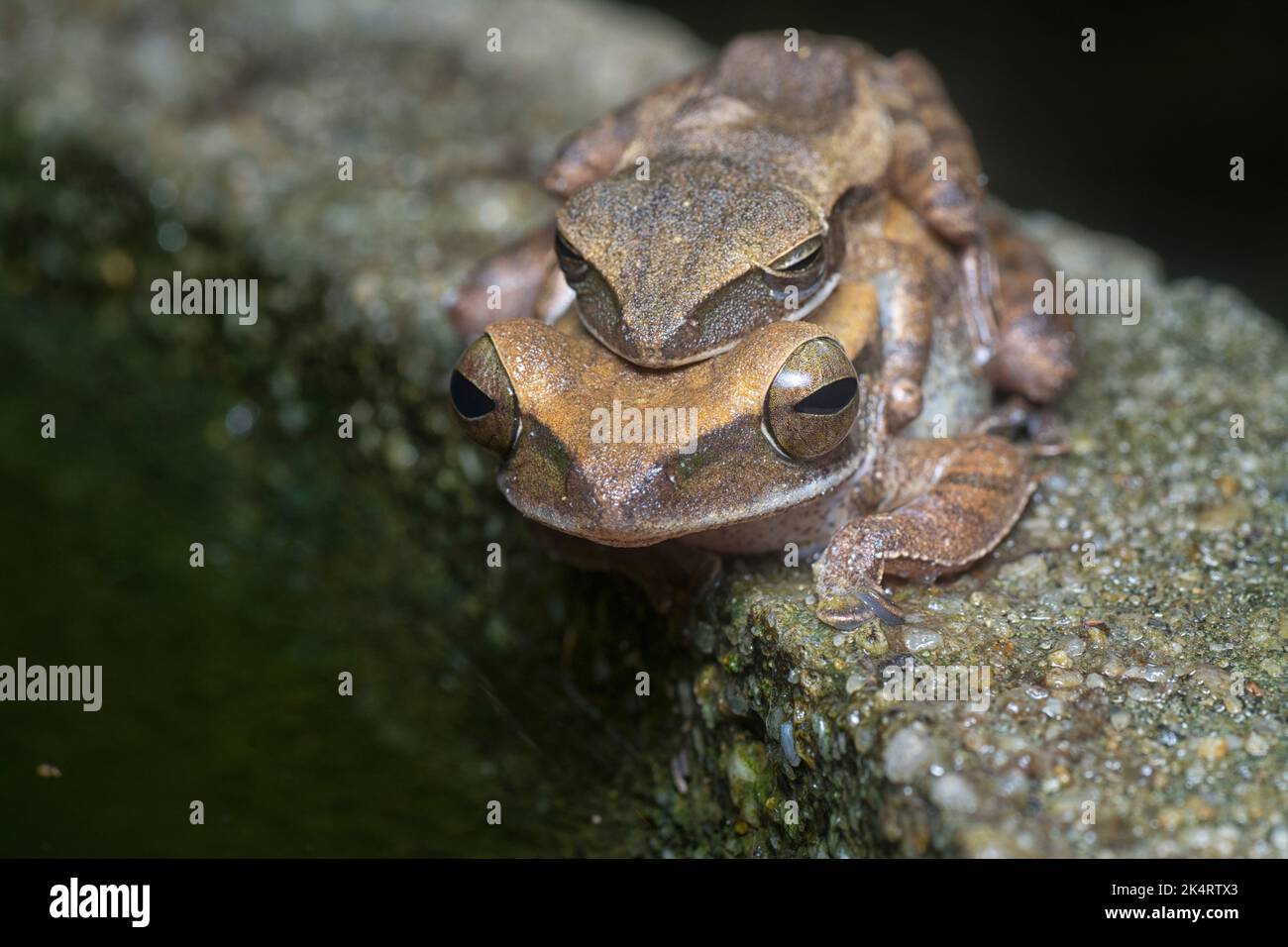 two common bush frogs clinging onto each other Stock Photo - Alamy