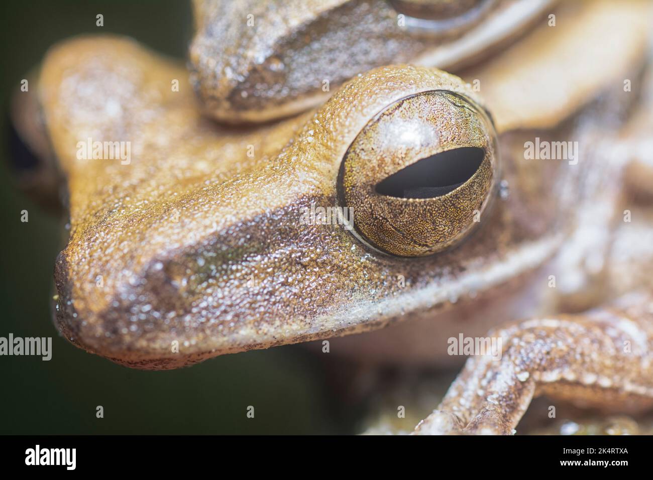 two common bush frogs clinging onto each other Stock Photo - Alamy