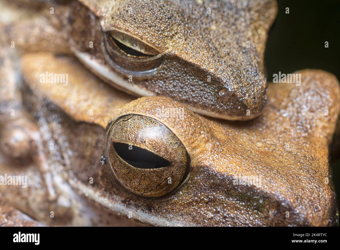 two common bush frogs clinging onto each other Stock Photo - Alamy