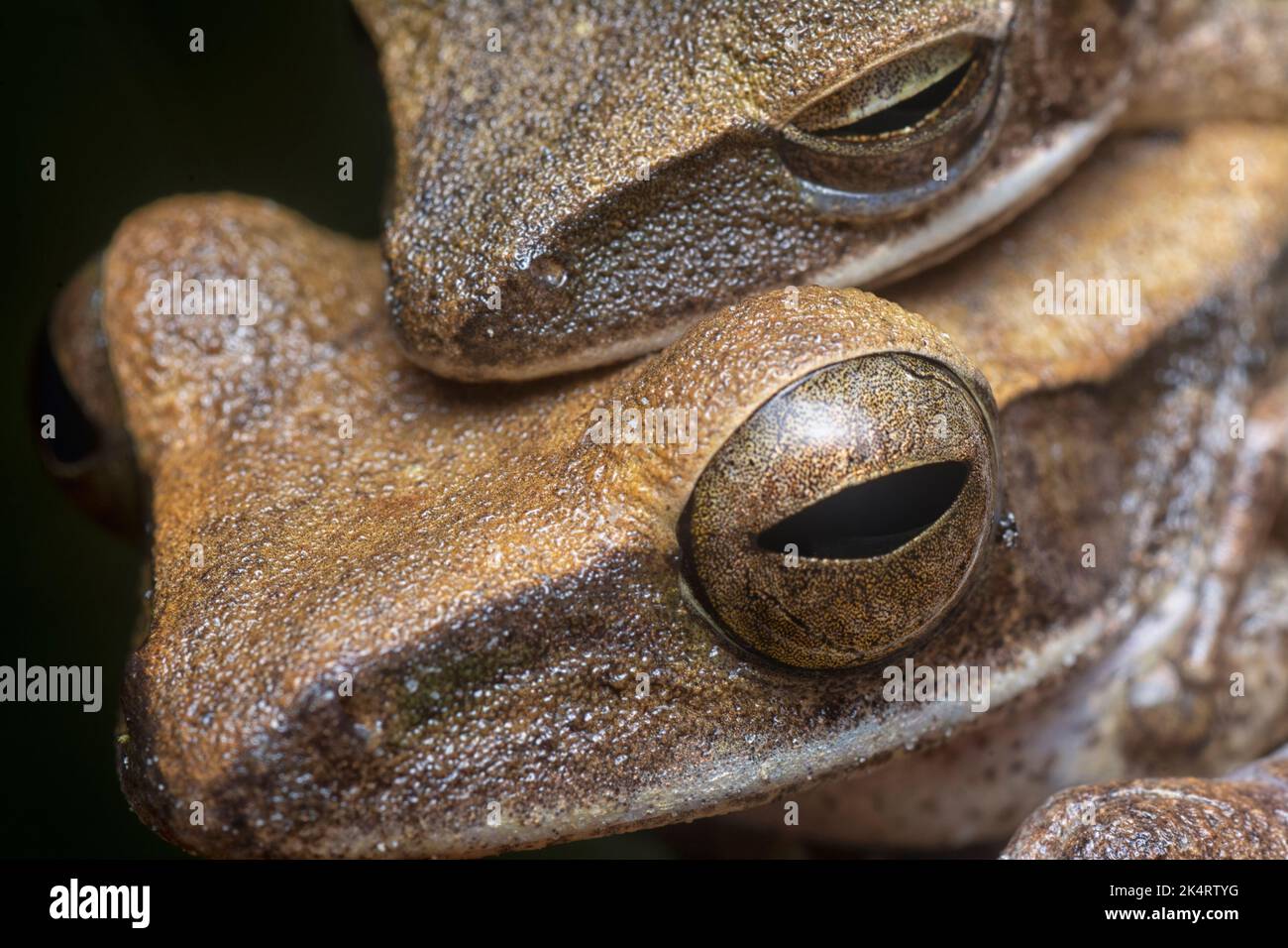 two common bush frogs clinging onto each other Stock Photo - Alamy
