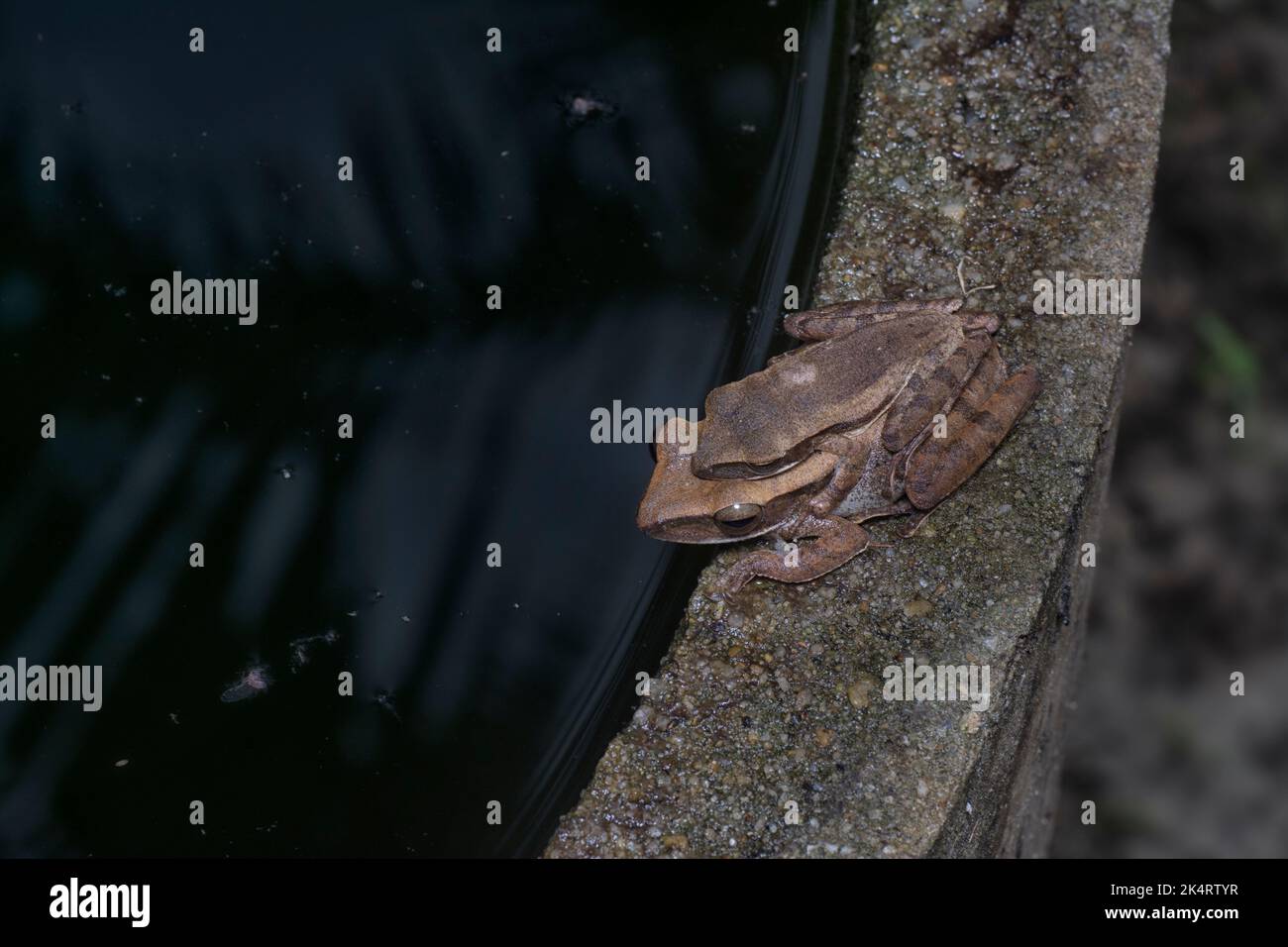 two common bush frogs clinging onto each other Stock Photo - Alamy