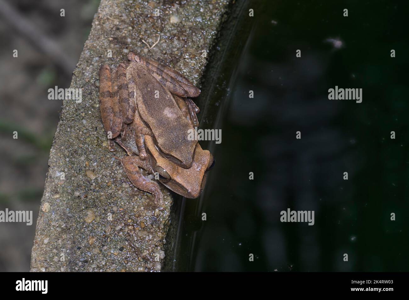 two common bush frogs clinging onto each other Stock Photo - Alamy