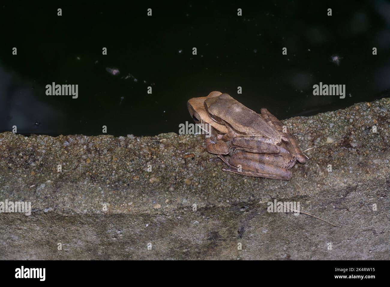 two common bush frogs clinging onto each other Stock Photo - Alamy