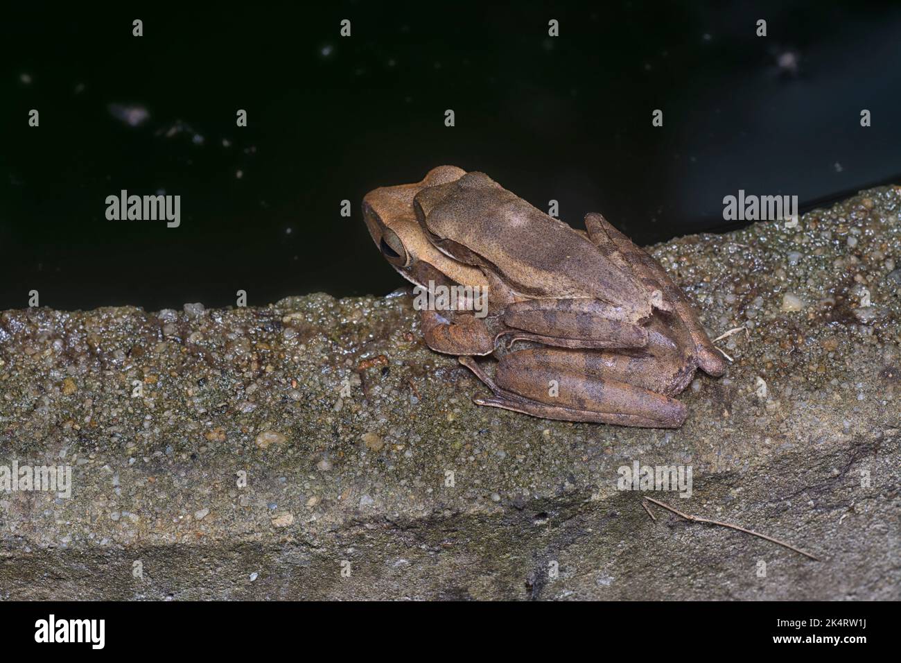 two common bush frogs clinging onto each other Stock Photo - Alamy
