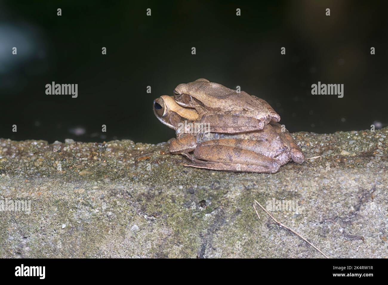 two common bush frogs clinging onto each other Stock Photo - Alamy