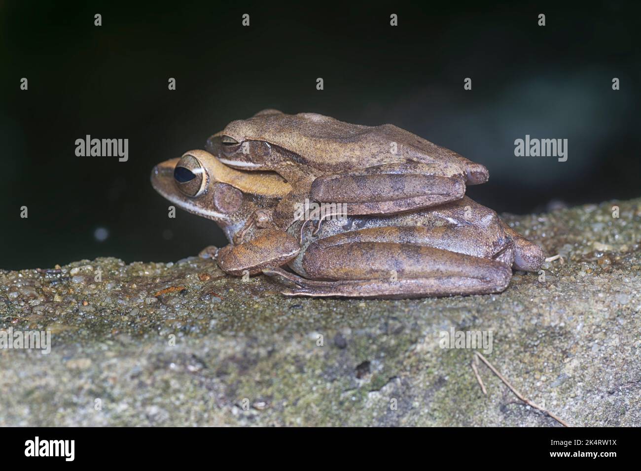 two common bush frogs clinging onto each other Stock Photo - Alamy
