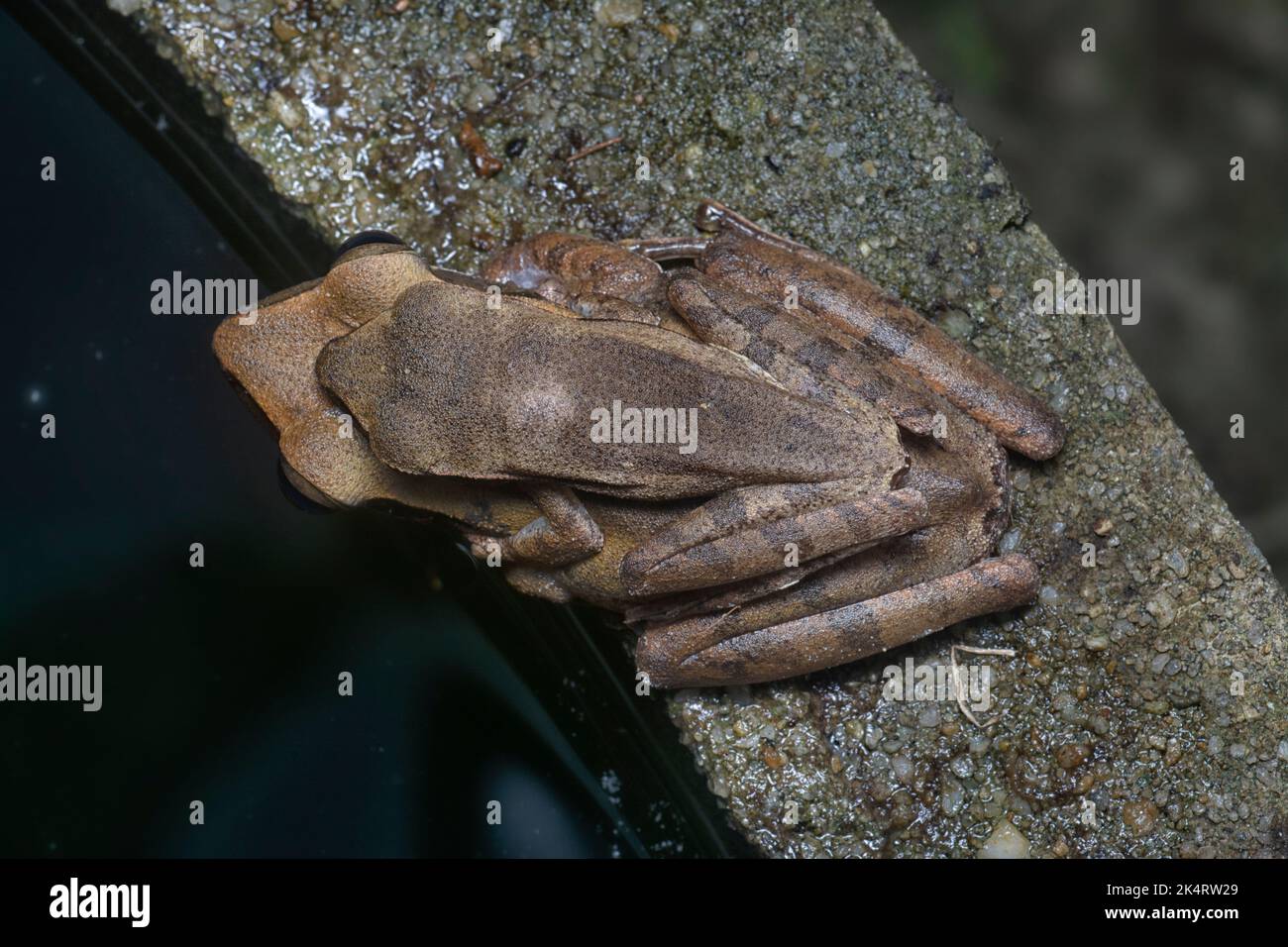 two common bush frogs clinging onto each other Stock Photo - Alamy