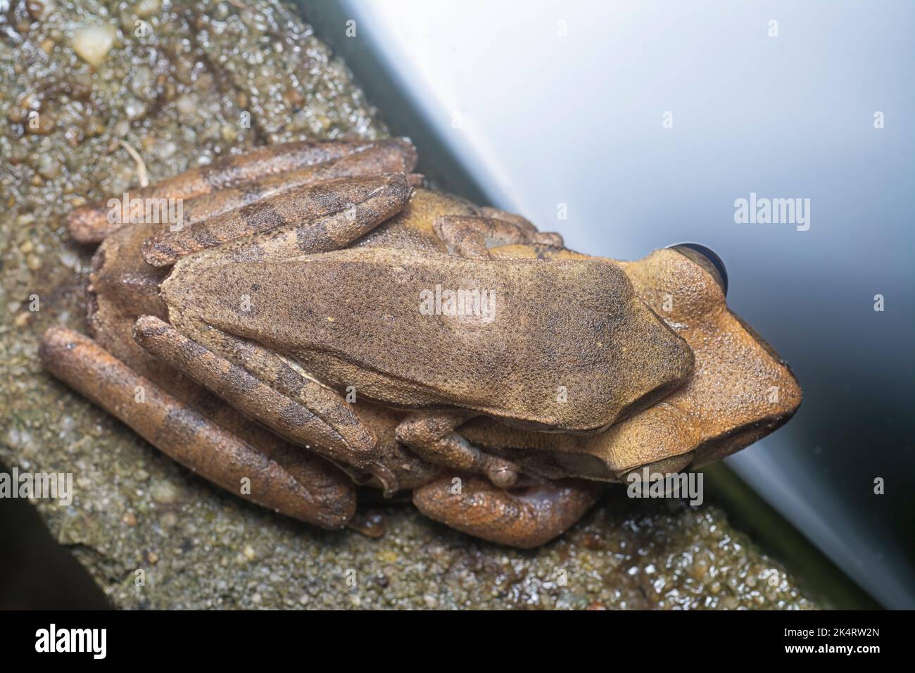 two common bush frogs clinging onto each other Stock Photo - Alamy