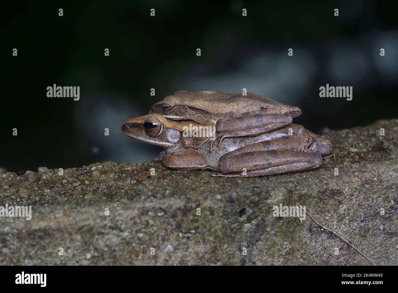 two common bush frogs clinging onto each other Stock Photo - Alamy