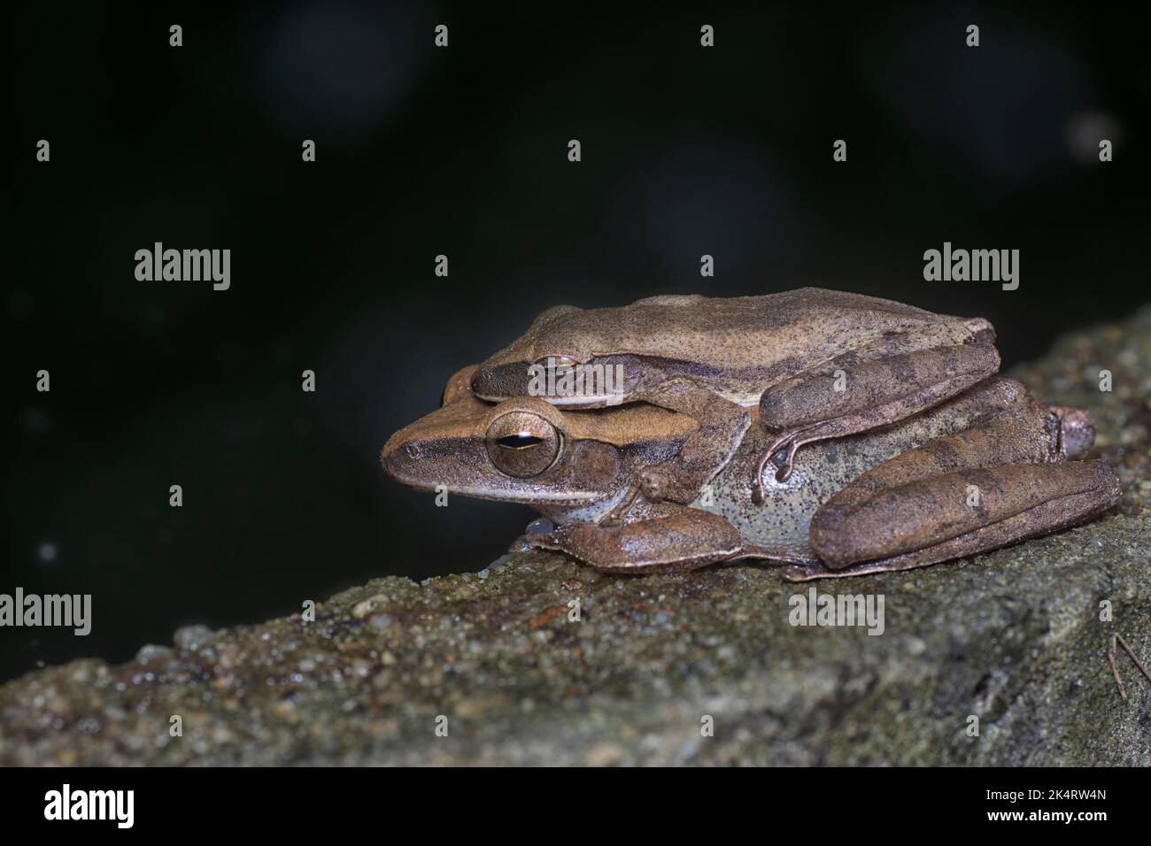 two common bush frogs clinging onto each other Stock Photo - Alamy
